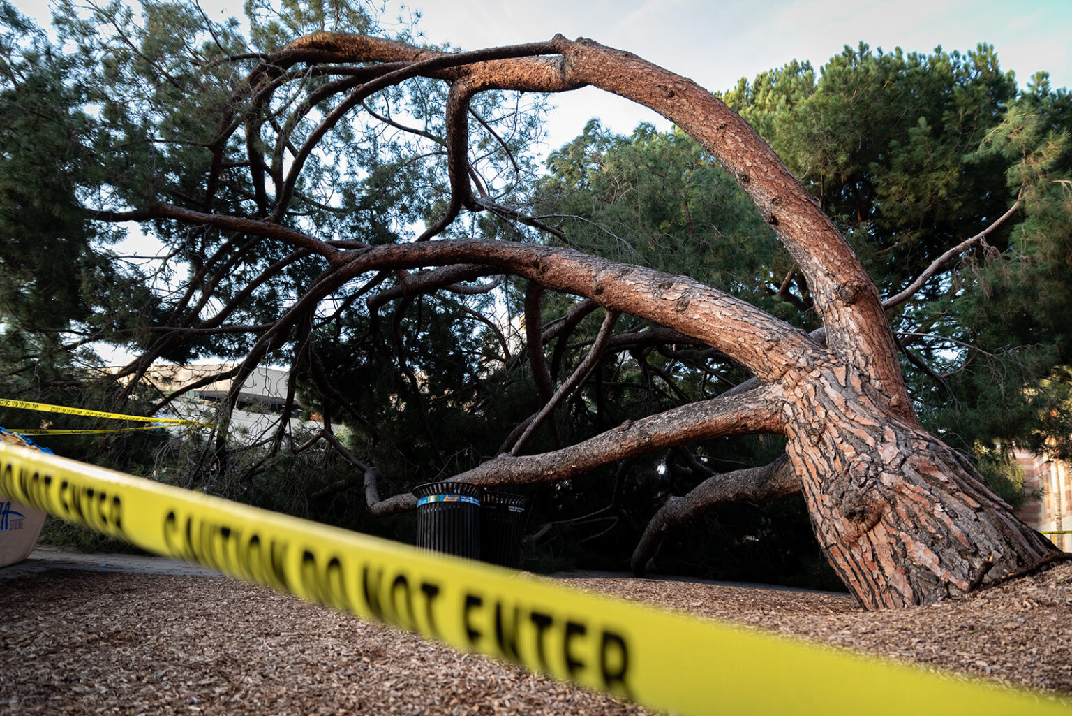 Tree Injury – Dingwell Law – Consumer & Healthcare Litigation